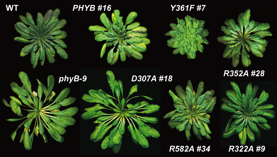 Tricking plants to see the light may control the most important twitch ...