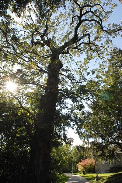 Last stand of the President’s Oak: A tree’s life remembered – UW ...