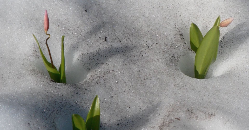 Between soil and snow – UW–Madison News