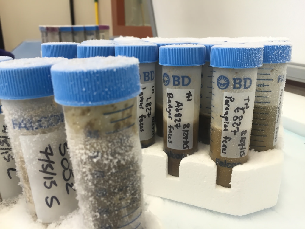 Panda poop study provides insights into microbiome, reproductive ...