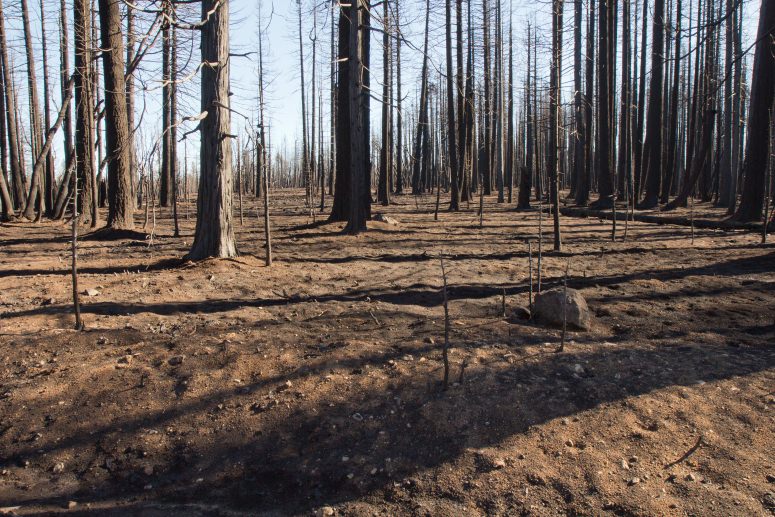 Giant forest fires exterminate spotted owls, long-term study finds – UW ...