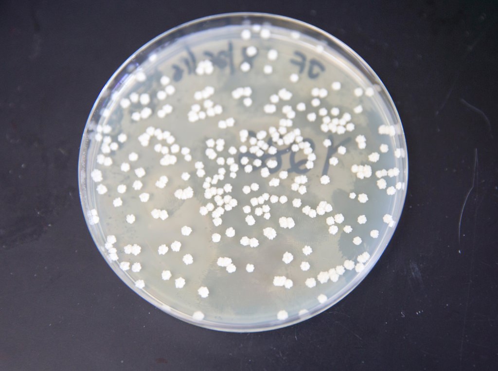 ‘Super yeast’ has the power to improve economics of biofuels – UW ...