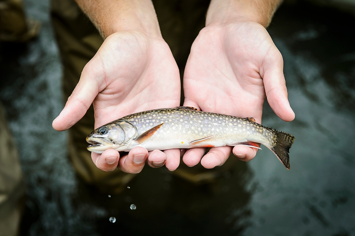 Study maps uneasy future of Wisconsin trout populations – UW–Madison News