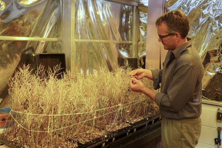 Fast Plants Program’s new varieties are tailored for classroom use – UW ...