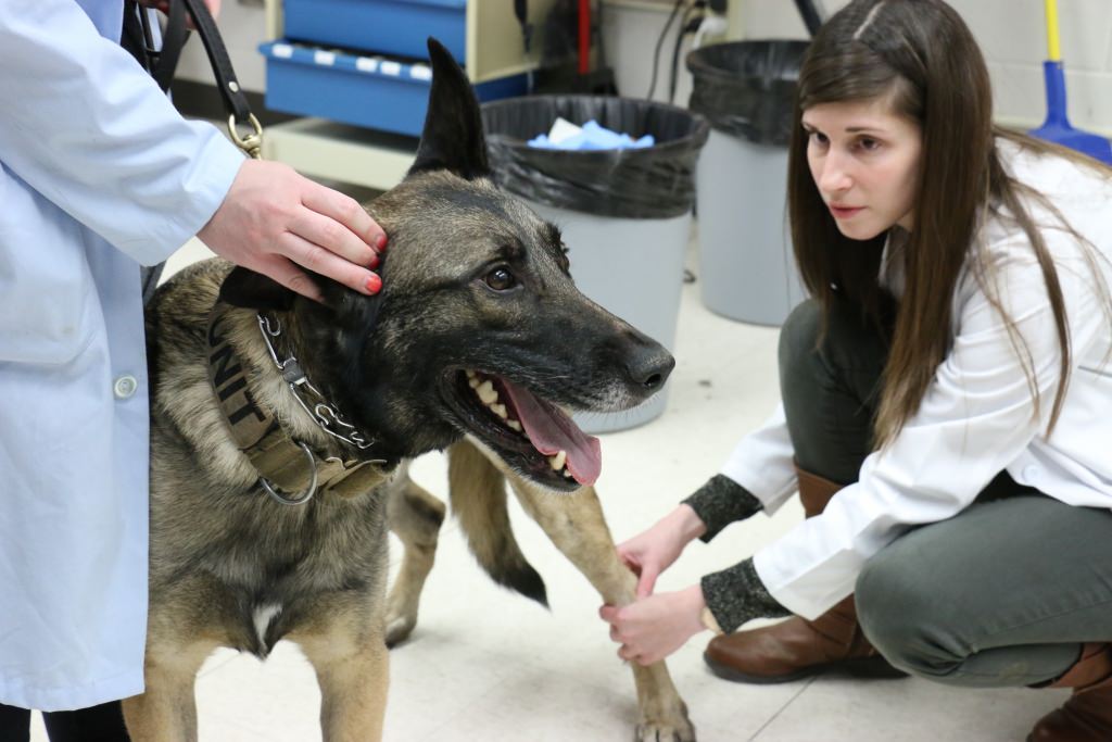 Health care is for the police dogs of Wisconsin, too – UW–Madison News