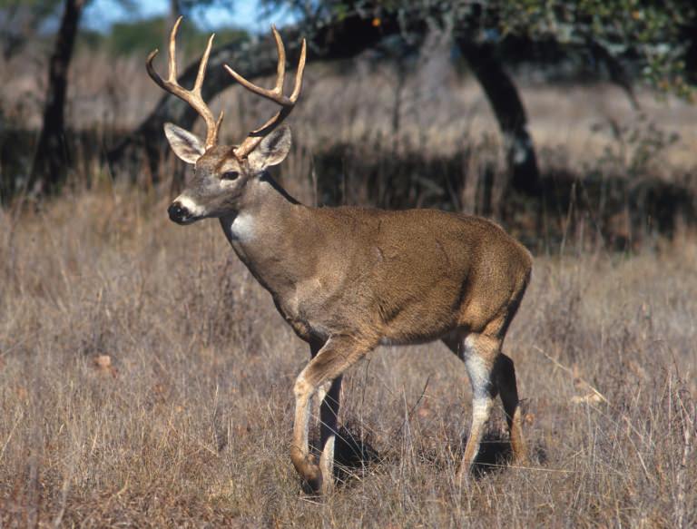 CWD prions discovered in soil near Wisconsin mineral licks for the ...