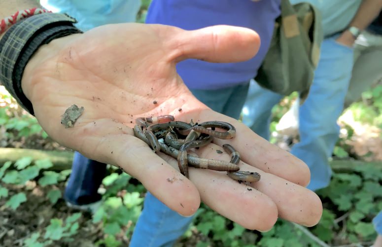 Citizen scientists scour Madison area for invasive jumping worms – UW ...