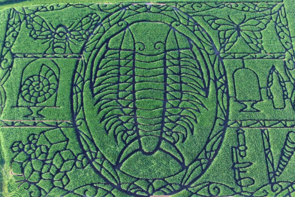 Wisconsin corn maze features 480-foot trilobite – UW–Madison News
