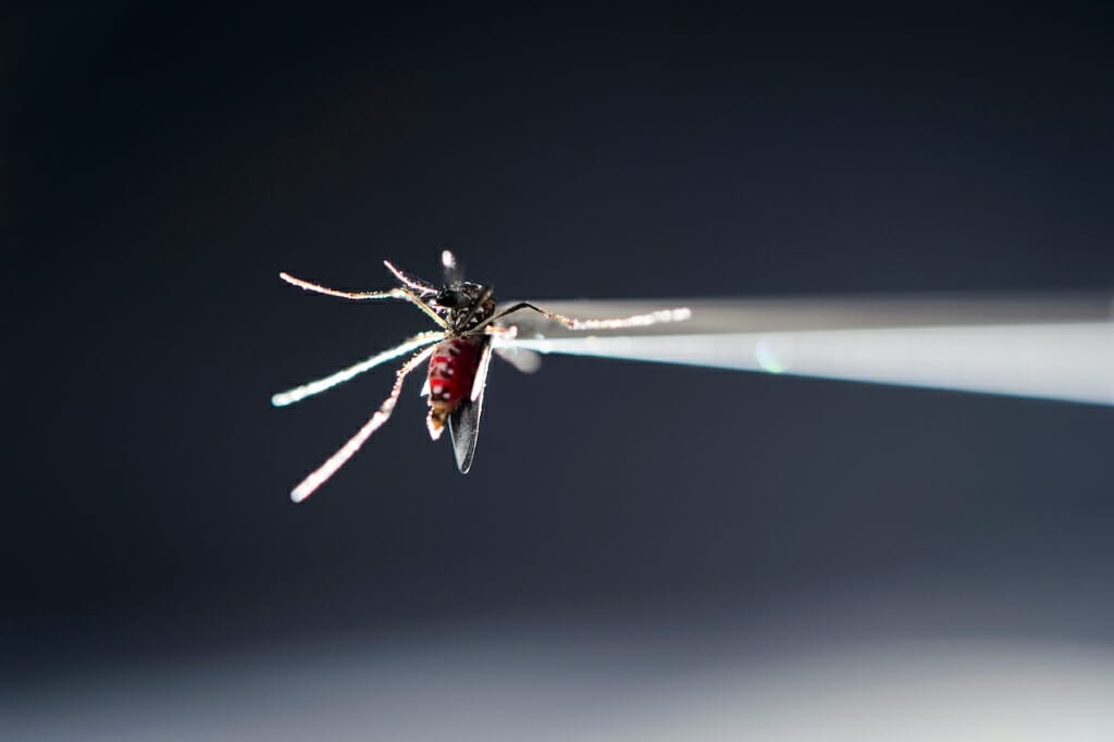 Monkeys infected by mosquito bites further Zika virus research – UW ...
