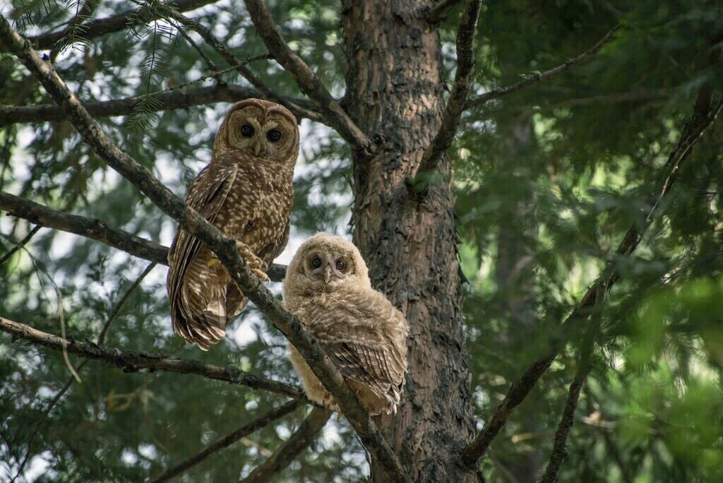 Decades-past logging still threatens spotted owls in national forests ...