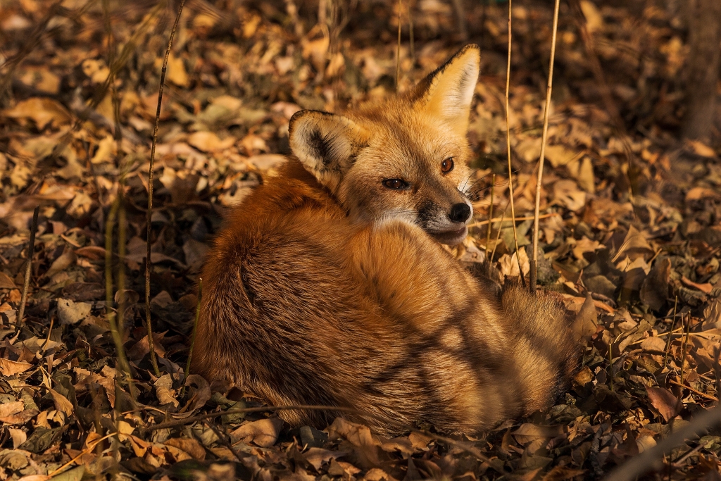 Wisconsin fox kits test positive for highly pathogenic avian influenza ...