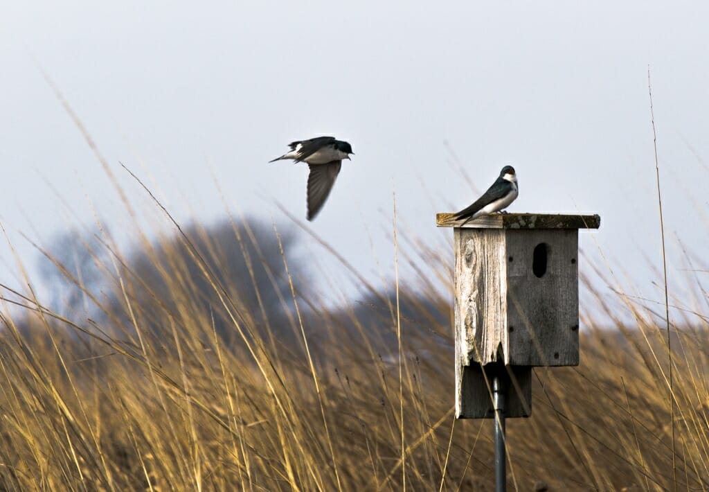 Bird observing course an experience in finding passion for nature – UW ...
