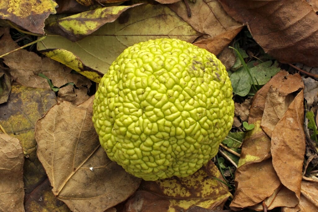 Arboretum brews up partnership to turn unlikely fruits into local beer ...