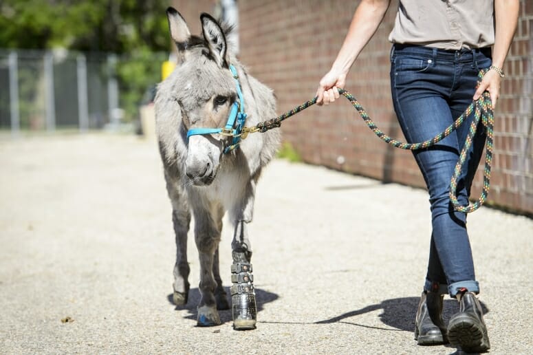 Ferguson back on his feet with UW’s help – UW–Madison News