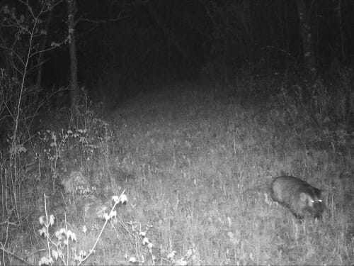 Trail cam project Snapshot Wisconsin goes statewide – UW–Madison News