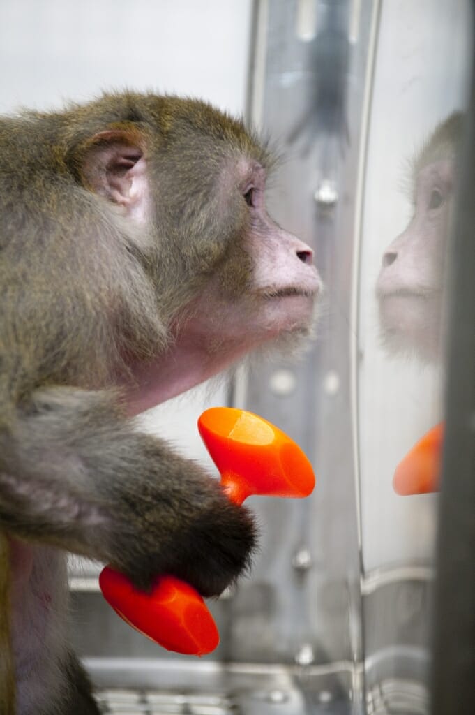 A starring role for nonhuman primates in the stem cell story – UW ...