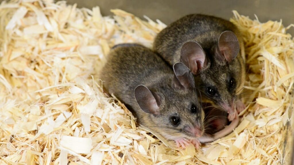 Successful mouse couples talk out infidelity in calm tones – UW–Madison ...