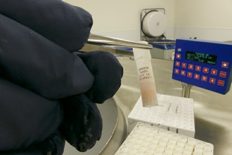 After 20 years, stem cells mean business in Wisconsin – UW–Madison News