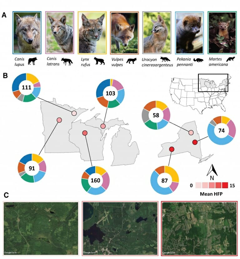 Carnivores living near people feast on human food, threatening ...