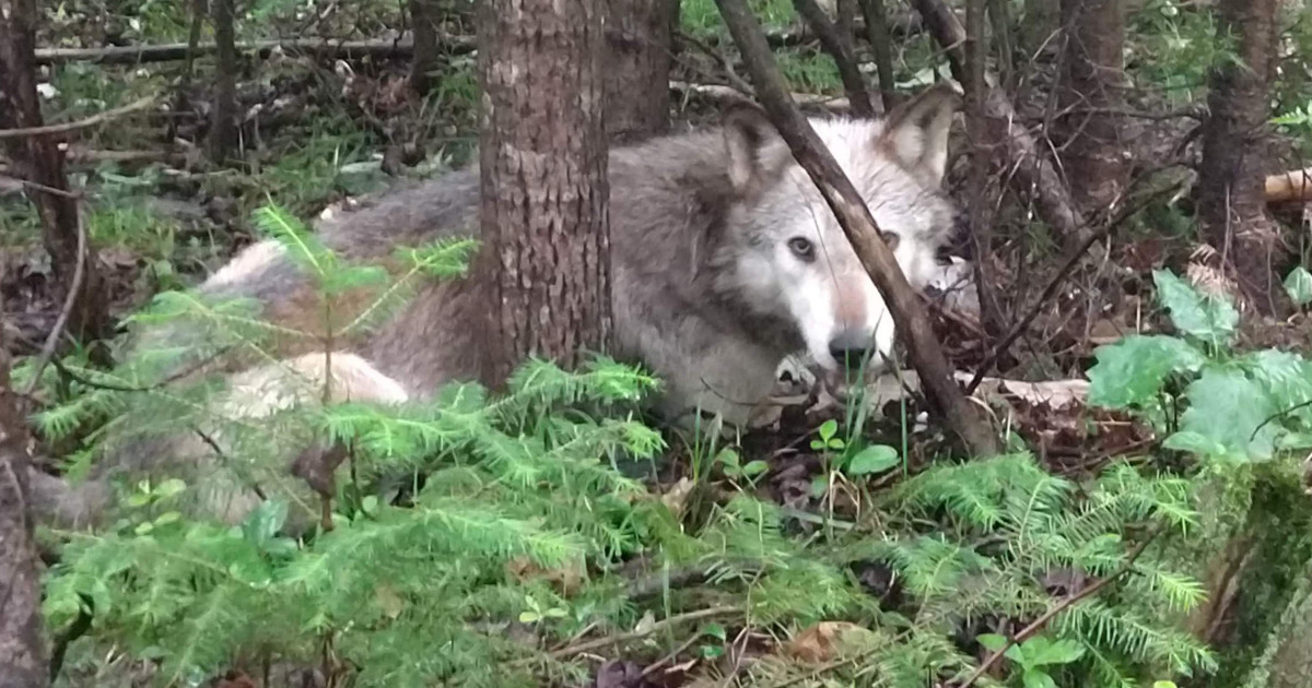 Hunting and hidden deaths led to estimated 30% reduction in Wisconsin’s ...