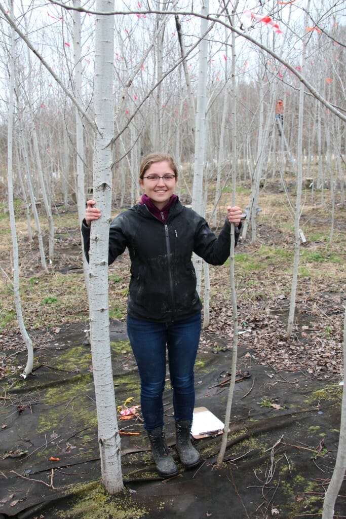 Study shows how aspen forests maintain the diversity needed to adapt to ...