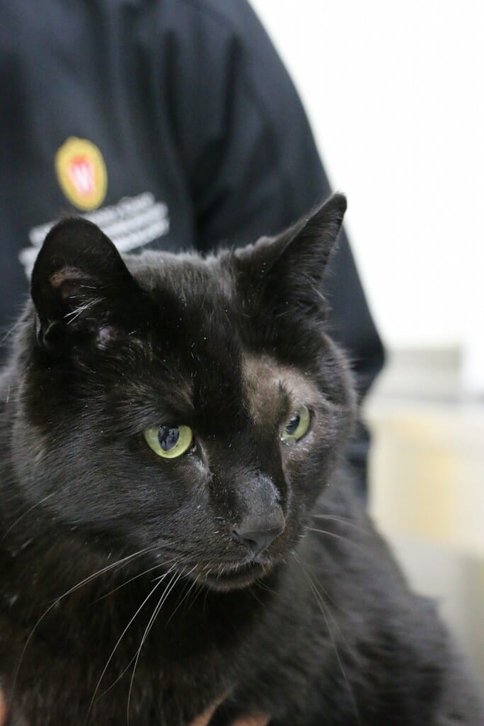 Grant provides lifesaving pet cancer treatments at UW School of ...