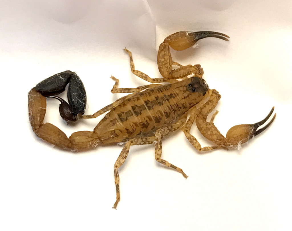 UW research in 2022: From restored prairie to scorpion venom to the ...