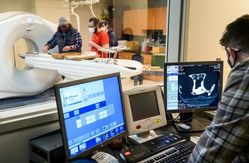 The big cat scan: modern radiology meets an extinct American cheetah ...