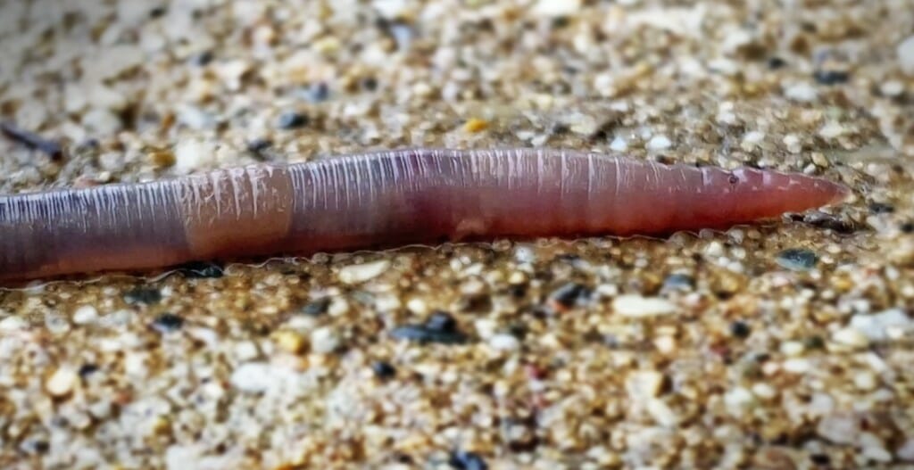 Were U Wondering? The worms’ turn – UW–Madison News