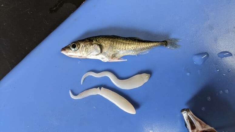 How a small, unassuming fish helps reveal gene adaptations – UW–Madison ...