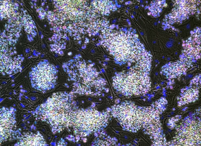 The 2022 winners: Cool Science Image Contest – UW–Madison News