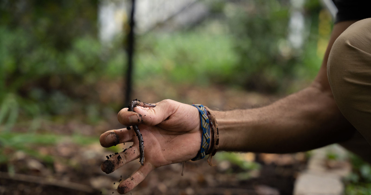 Monitoring an invasion: Where are jumping worms now? – UW–Madison News