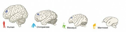 Study shows differences between brains of primates — humans, other apes ...