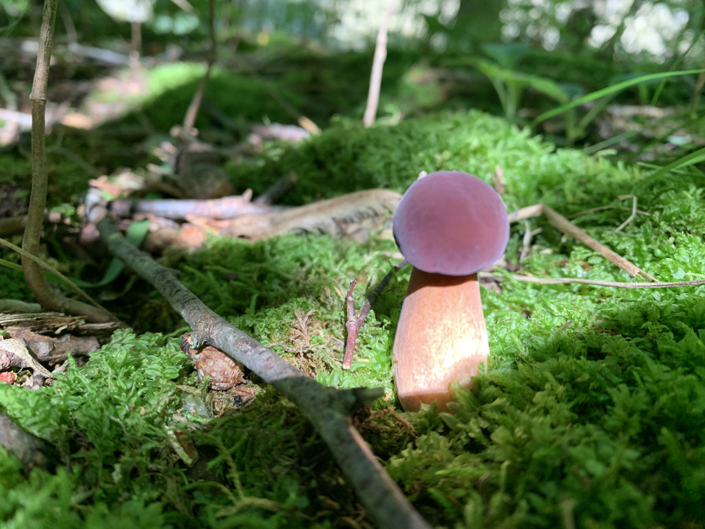 Climate-stressed trees get a boost from new microbial partnerships – UW ...