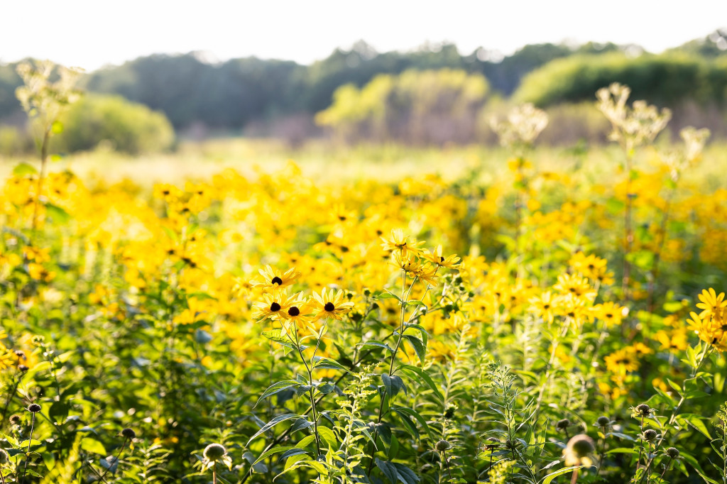 Summer evenings on the prairie – UW–Madison News