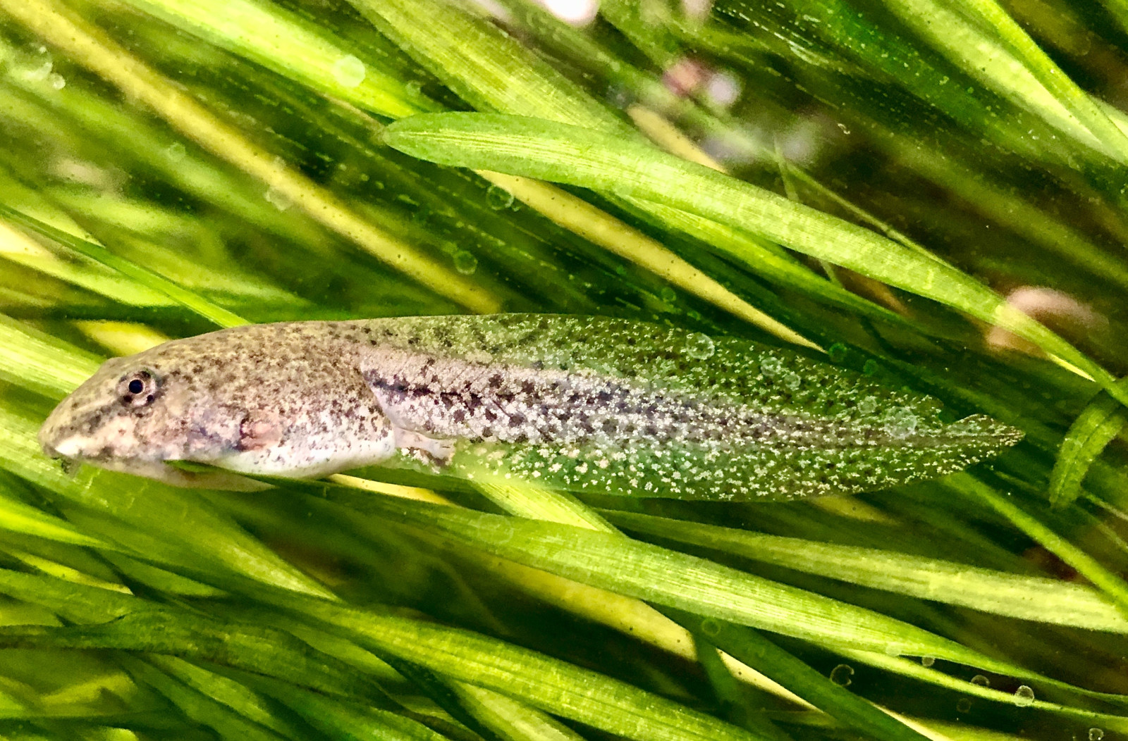 Pollutants are important to biodiversity’s role in spread of wildlife ...