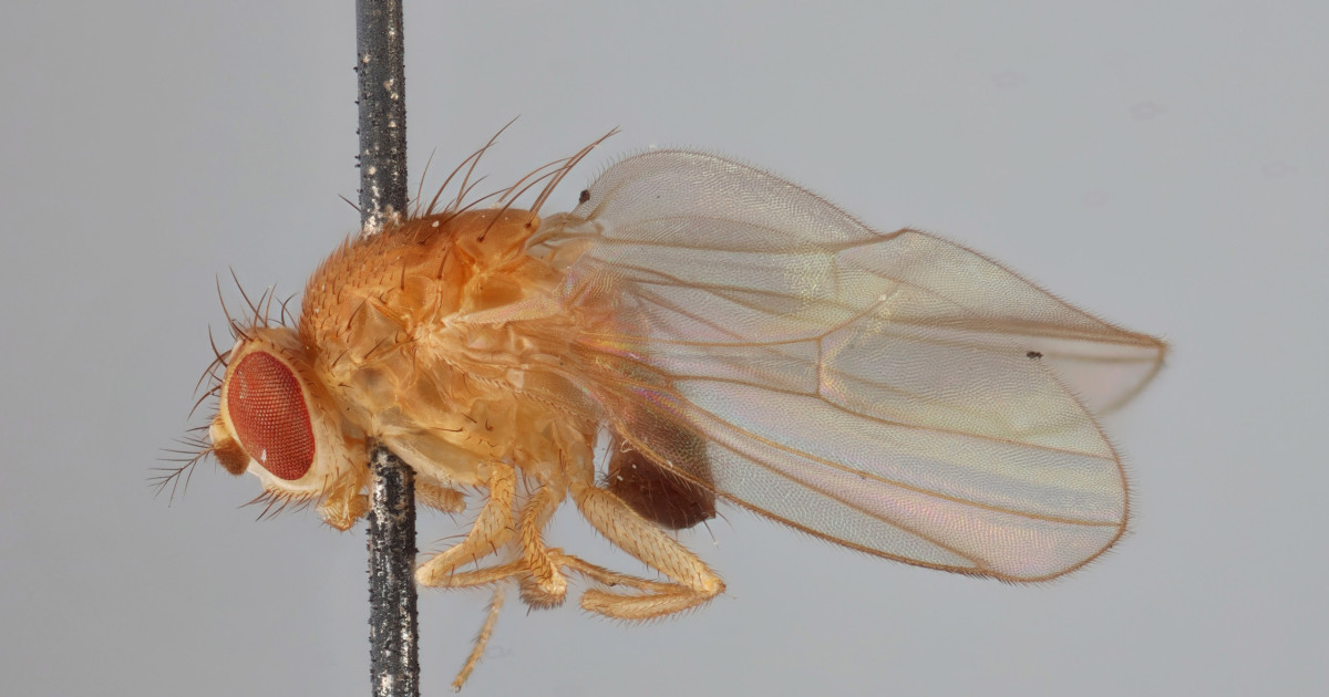 200-year-old DNA helps map tiny fly’s genetic course to new lands ...