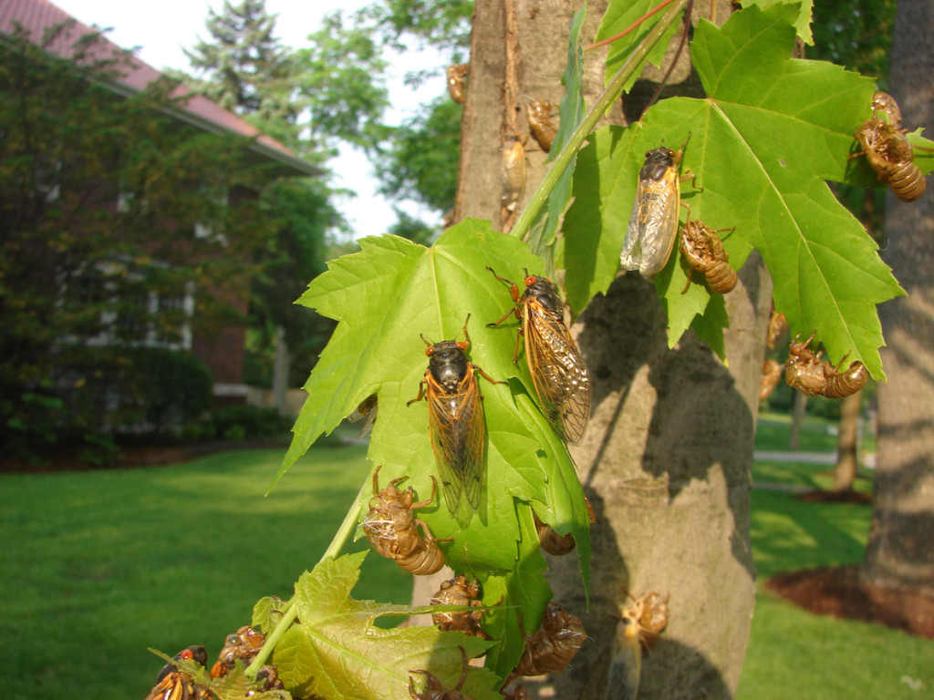 Cicada experts and resources available from UW–Madison – UW–Madison News