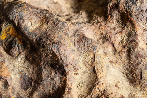 Exceptional meteorite, plowed up from a Dane County field, finds new ...