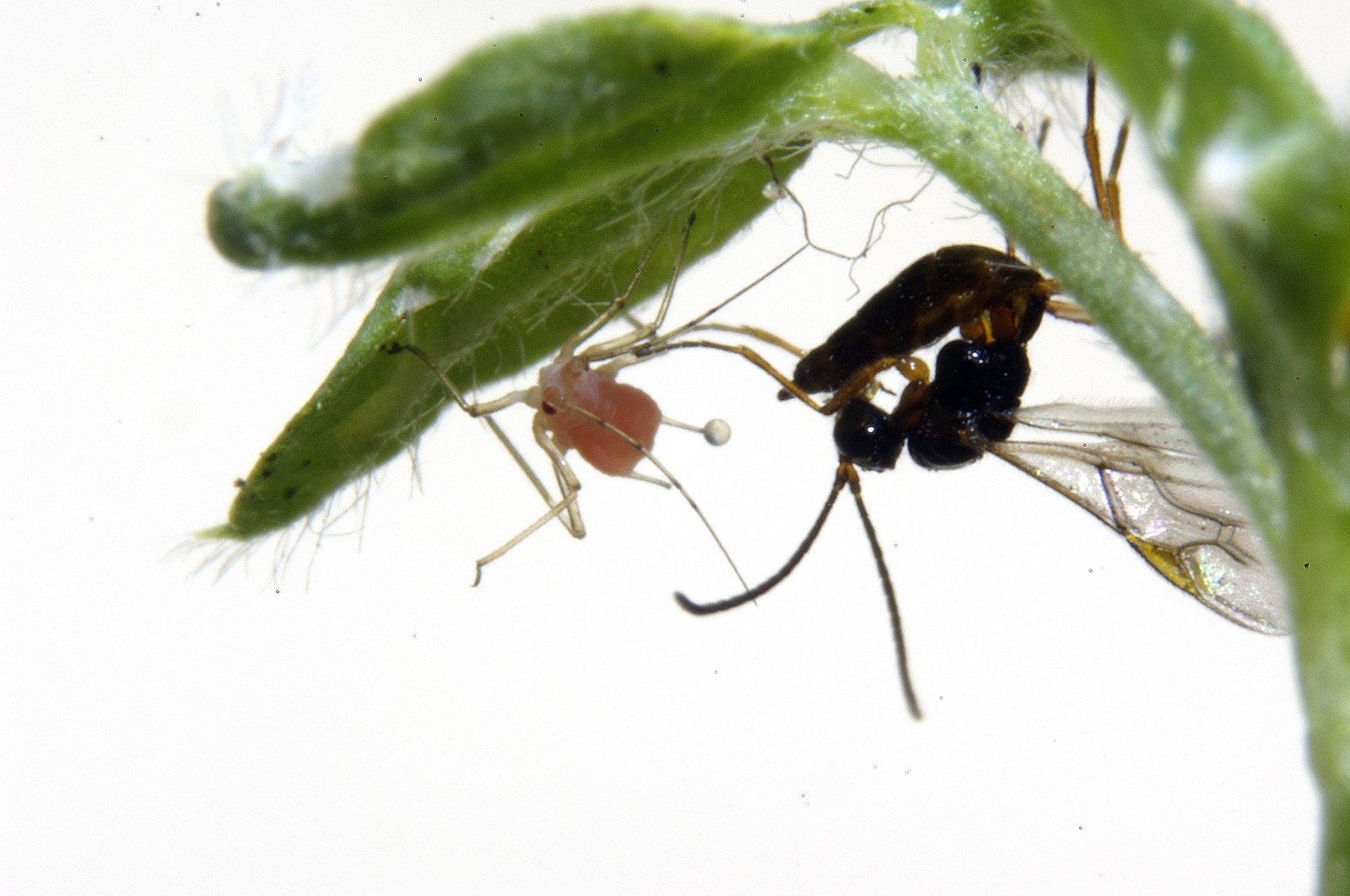 Stability relies on dispersal in parasitic relationship between aphids ...