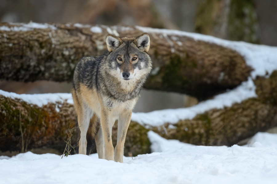 Wolves reintroduced to Isle Royale temporarily affect other carnivores ...