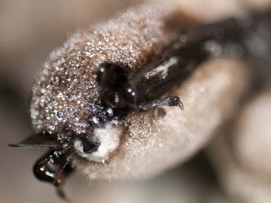 A stealth fungus has decimated North American bats but scientists may ...