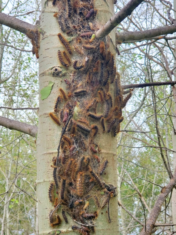 Trees stripped by invasive caterpillars muster defenses that can harm ...