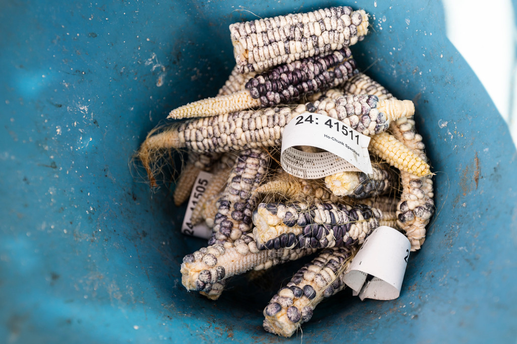 UW–Madison, Ho-Chunk partner to increase seed stock of corn through ...