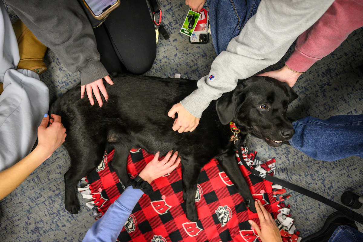 Meet the dogs behind pet therapy during finals week – UW–Madison News
