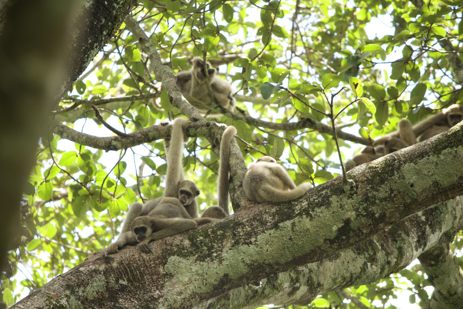 Threat of abrupt mortality events keeps endangered monkey population at ...