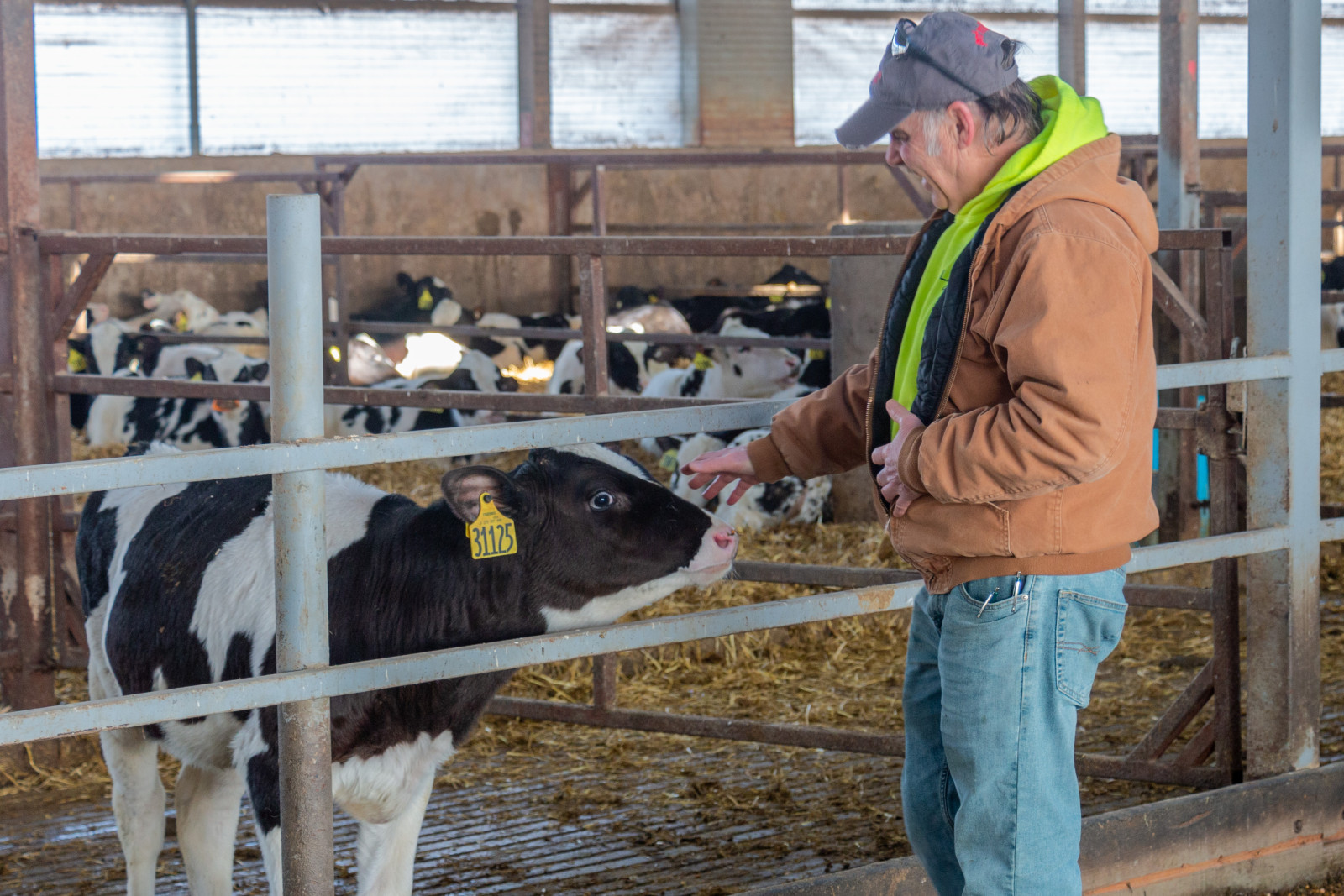 Partnerships to produce better dairy: Larson Acres and the Dairyland ...