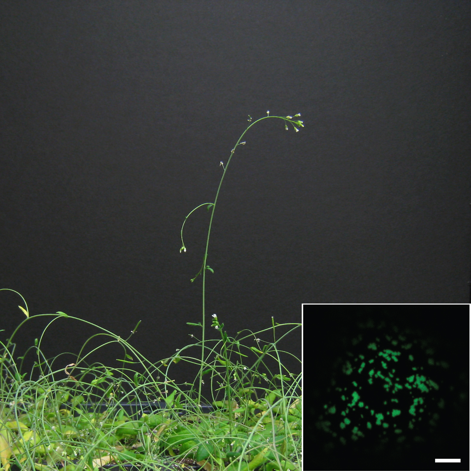 Making LAZY plants stand up: Research reveals new pathway plants use to ...
